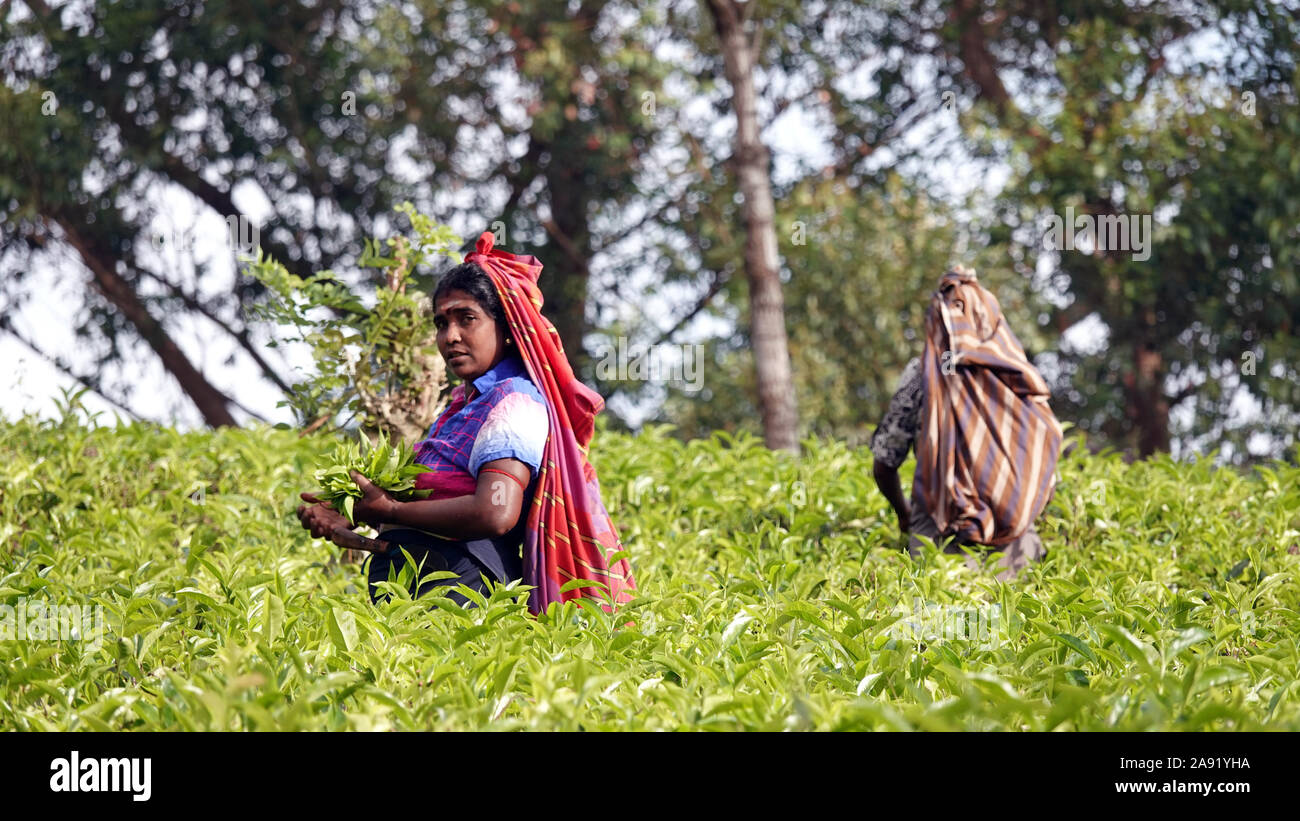 Tea Pickers, Sri Lanka Stock Photo - Alamy