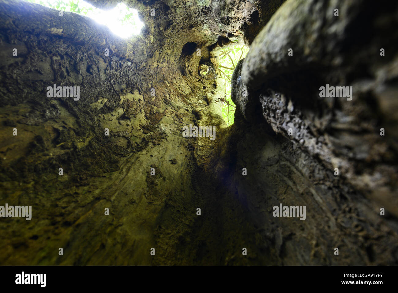 Stunning view from inside a tropical tree trunk. Beautiful tree with ...