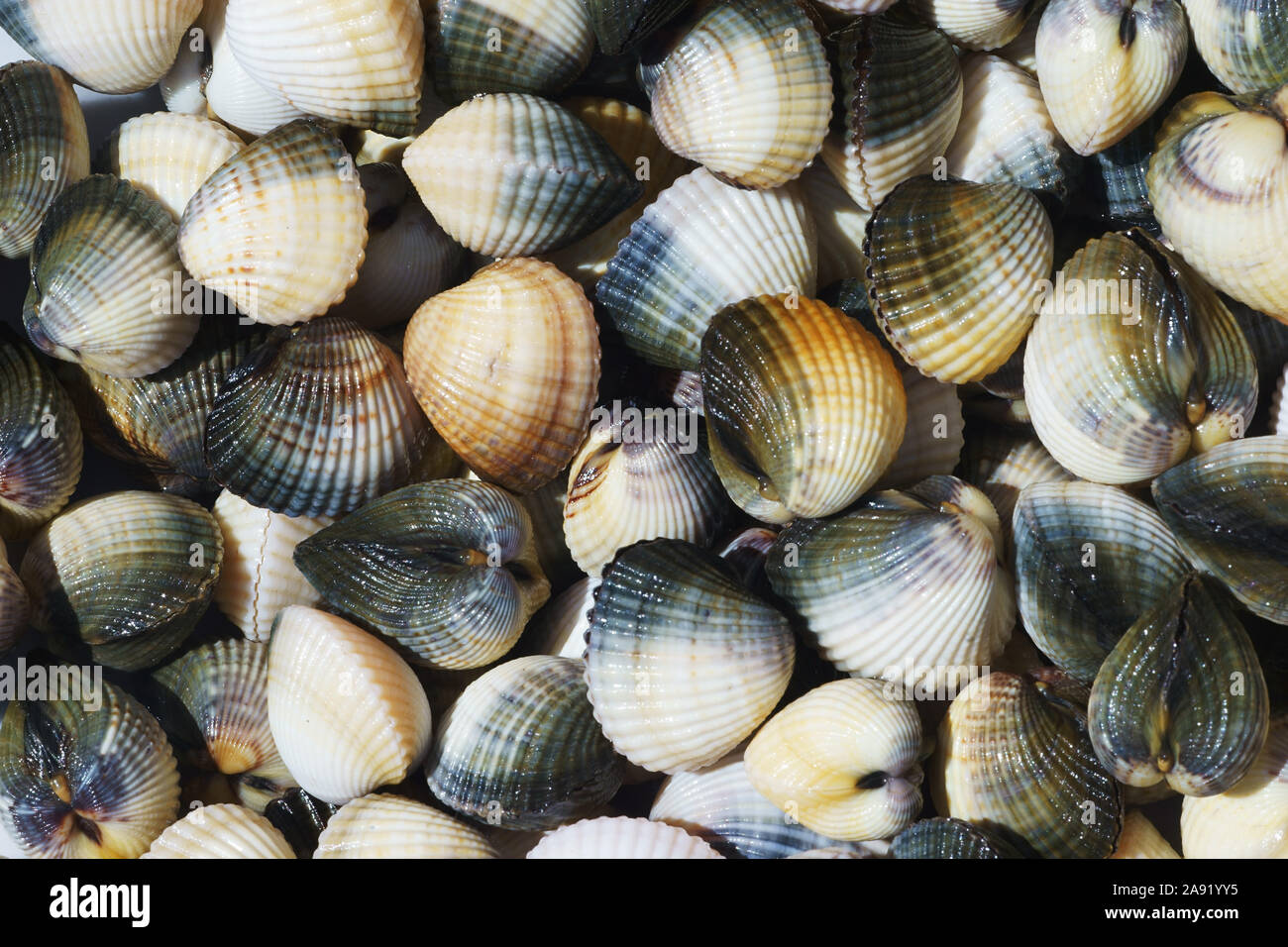 Arsella hi-res stock photography and images - Alamy