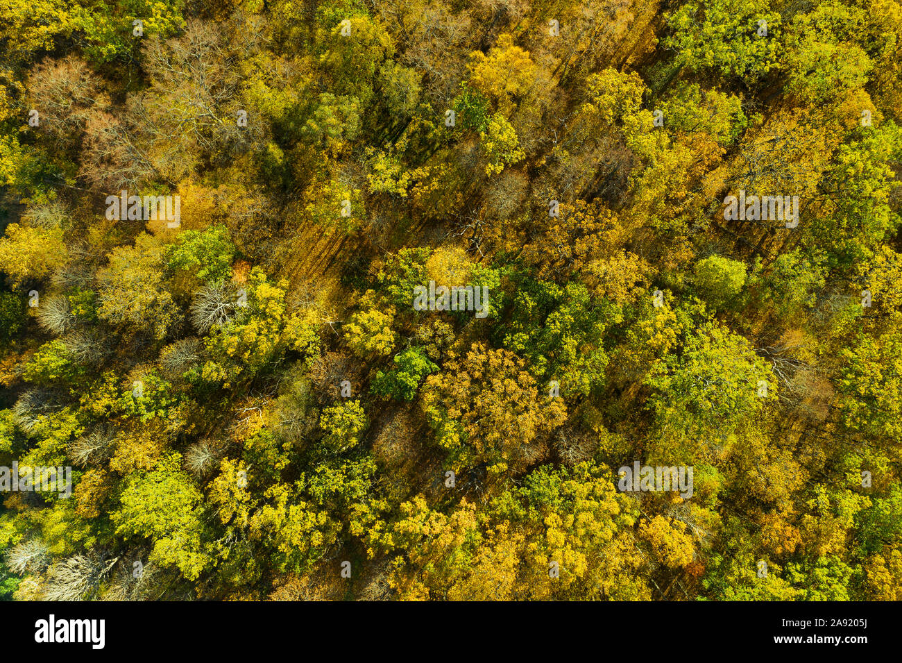 Aerial view forest full green hi-res stock photography and images - Alamy