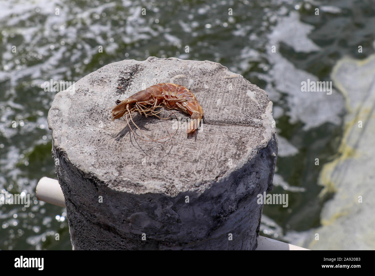 Tropical sun dried king prawn on a concrete pole. Shellfish curled up ...