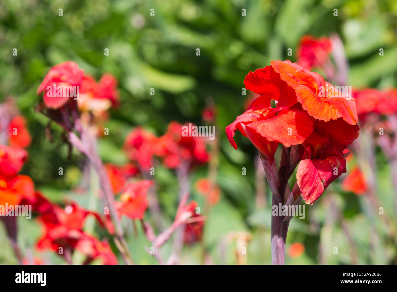 One canna flower is the center of focus in a field of red cannas out of ...