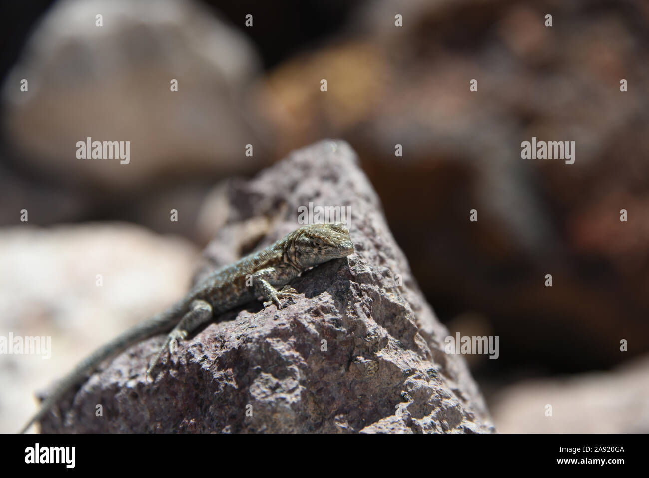 Lizard sitting on rock Stock Photo - Alamy