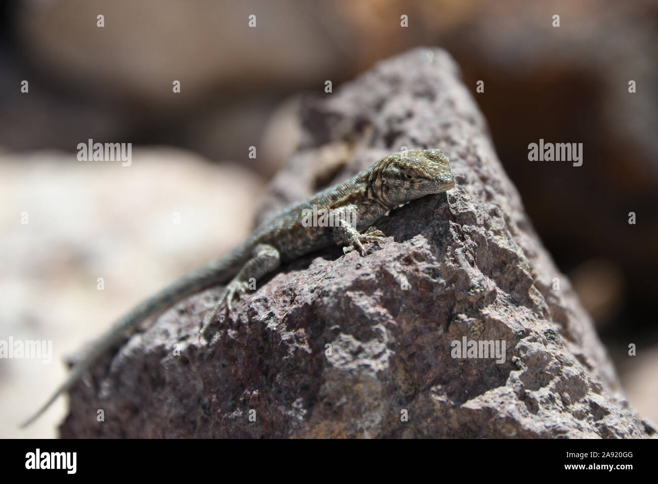 Lizard sitting on rock Stock Photo - Alamy