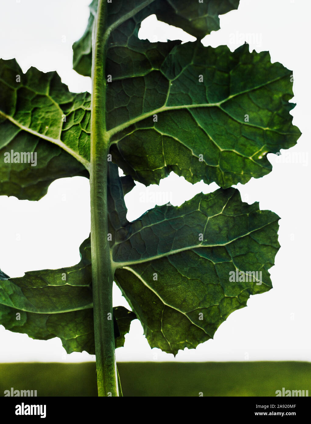 Stem with leaves Stock Photo - Alamy