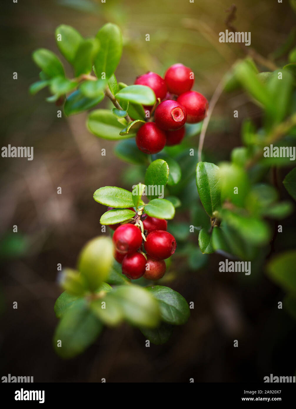 Image of fruit hi-res stock photography and images - Alamy