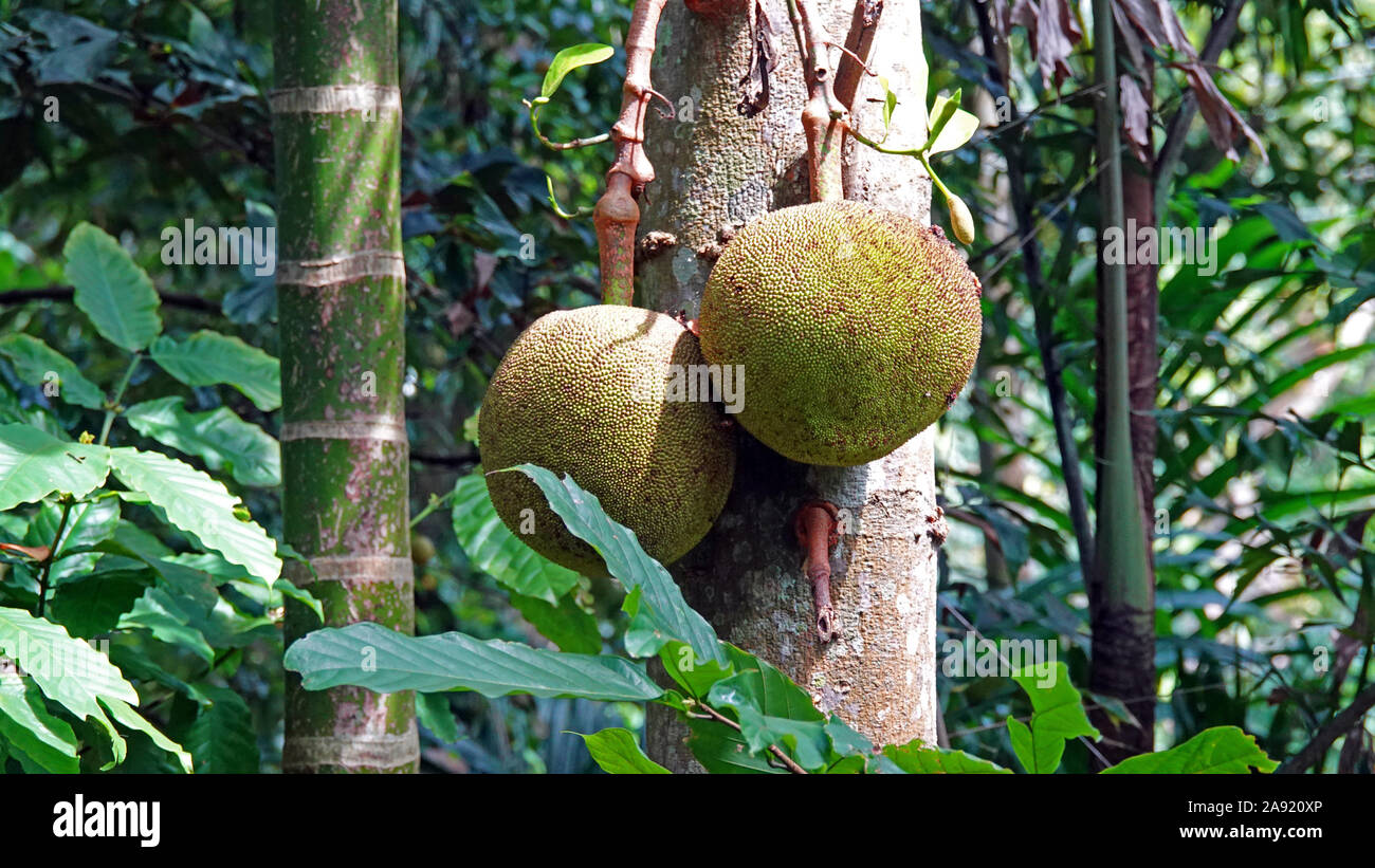 Cannonball Fruit On Tree, Spice Gardens, Matale, Sri Lanka Stock Photo ...