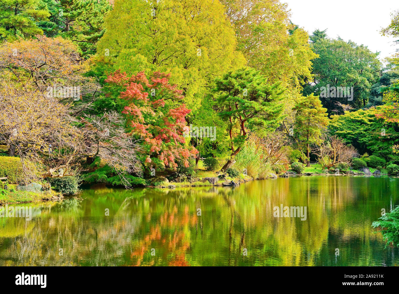 View of the beautiful garden with colorful trees in autumn at Shinjuku ...