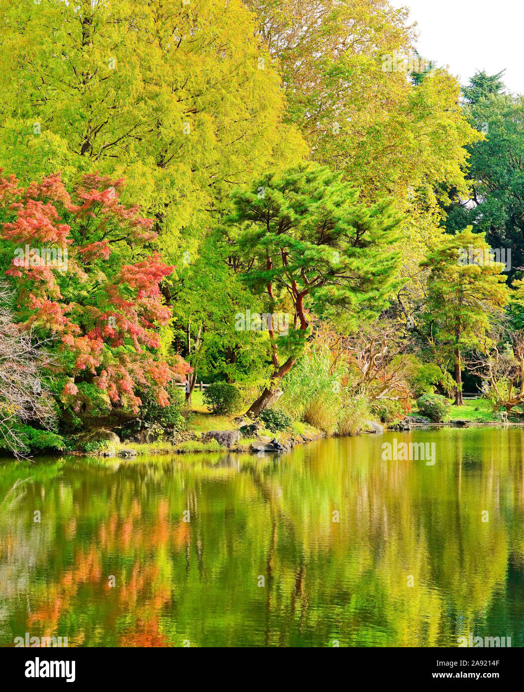 View of the beautiful garden with colorful trees in autumn at Shinjuku ...