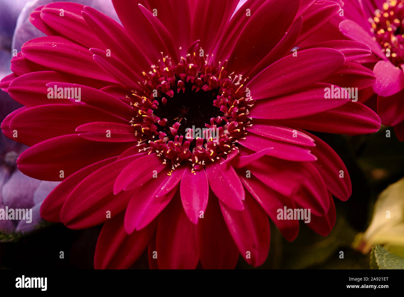 Gerbera background hi-res stock photography and images - Alamy