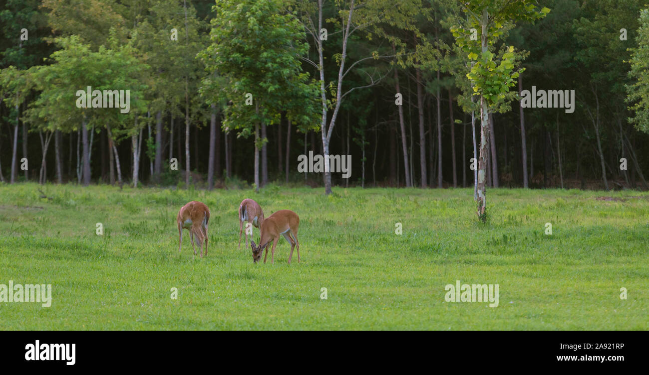 Three whitetail deer eating in a grassy field near the woods Stock ...