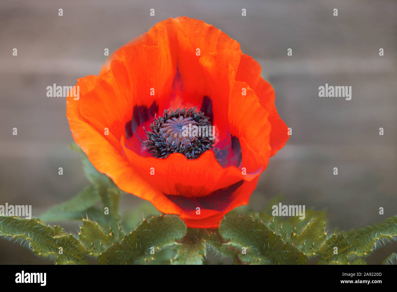 Single poppy flower in front of a grey wood texture background Stock ...