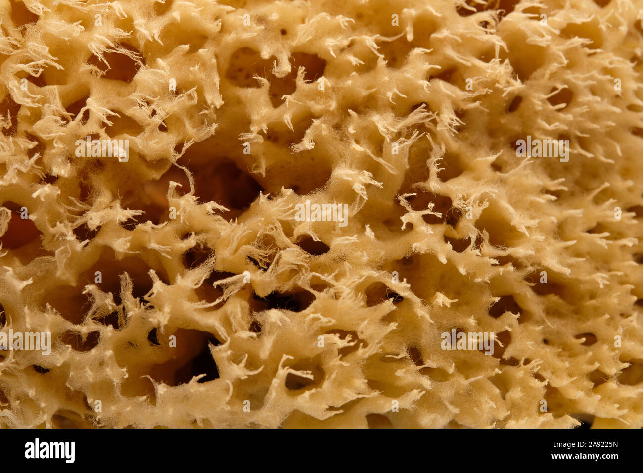 Close-up of a bath sponge in detail fine Stock Photo - Alamy
