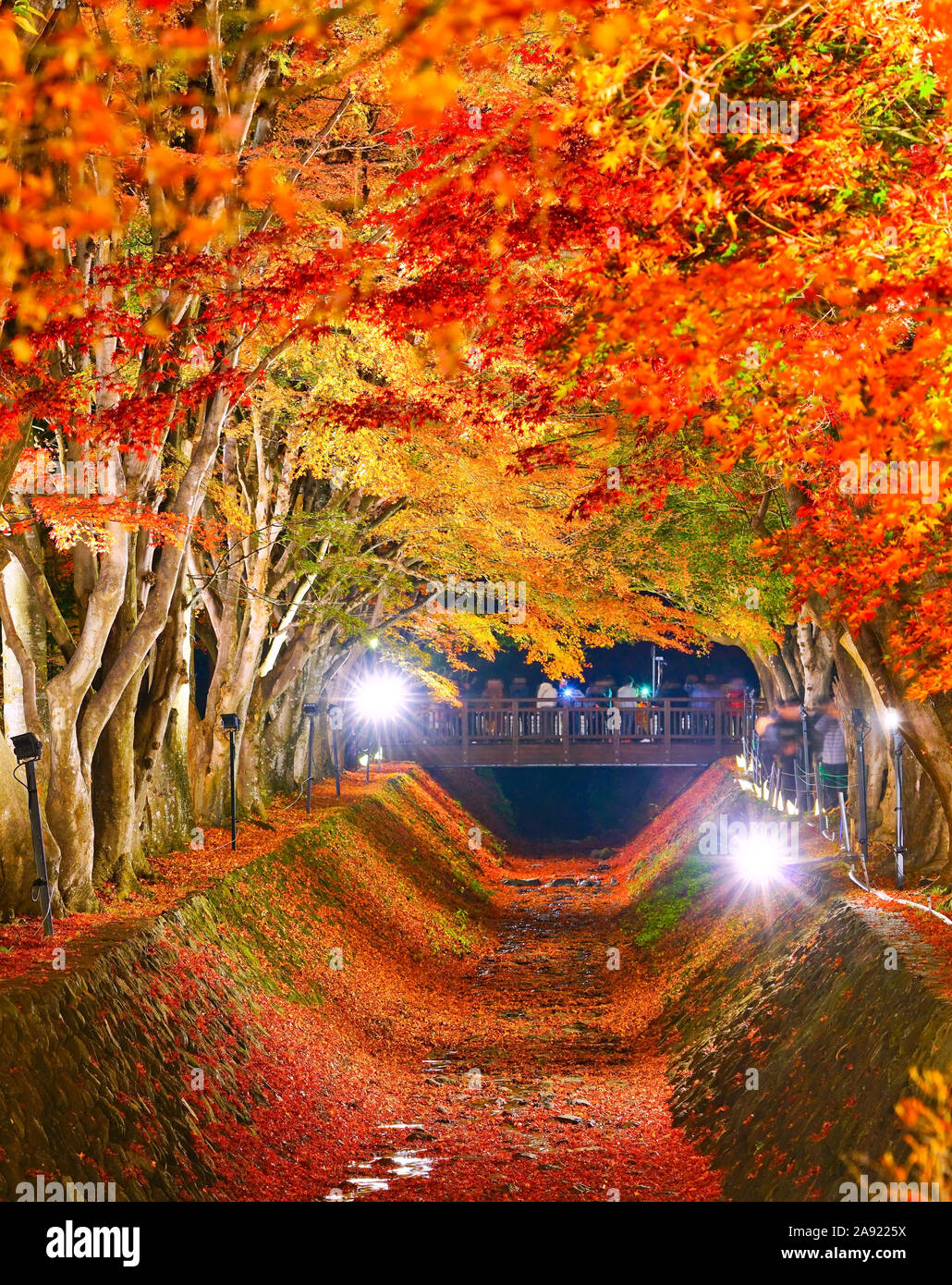 Night display of the colorful trees in autumn at Fujikawaguchiko next ...