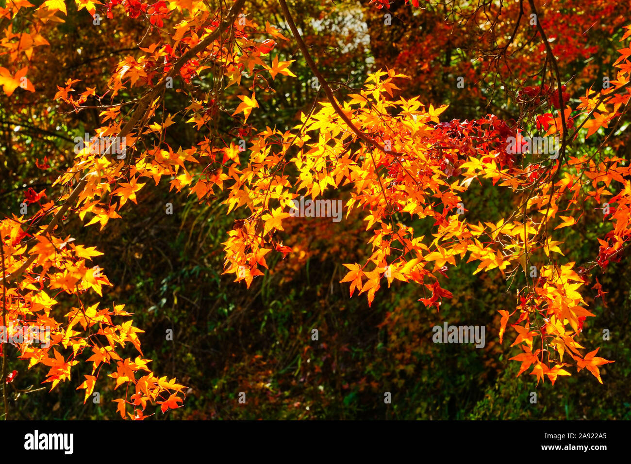View of the colorful trees in autumn at Fujikawaguchiko next to Lake ...