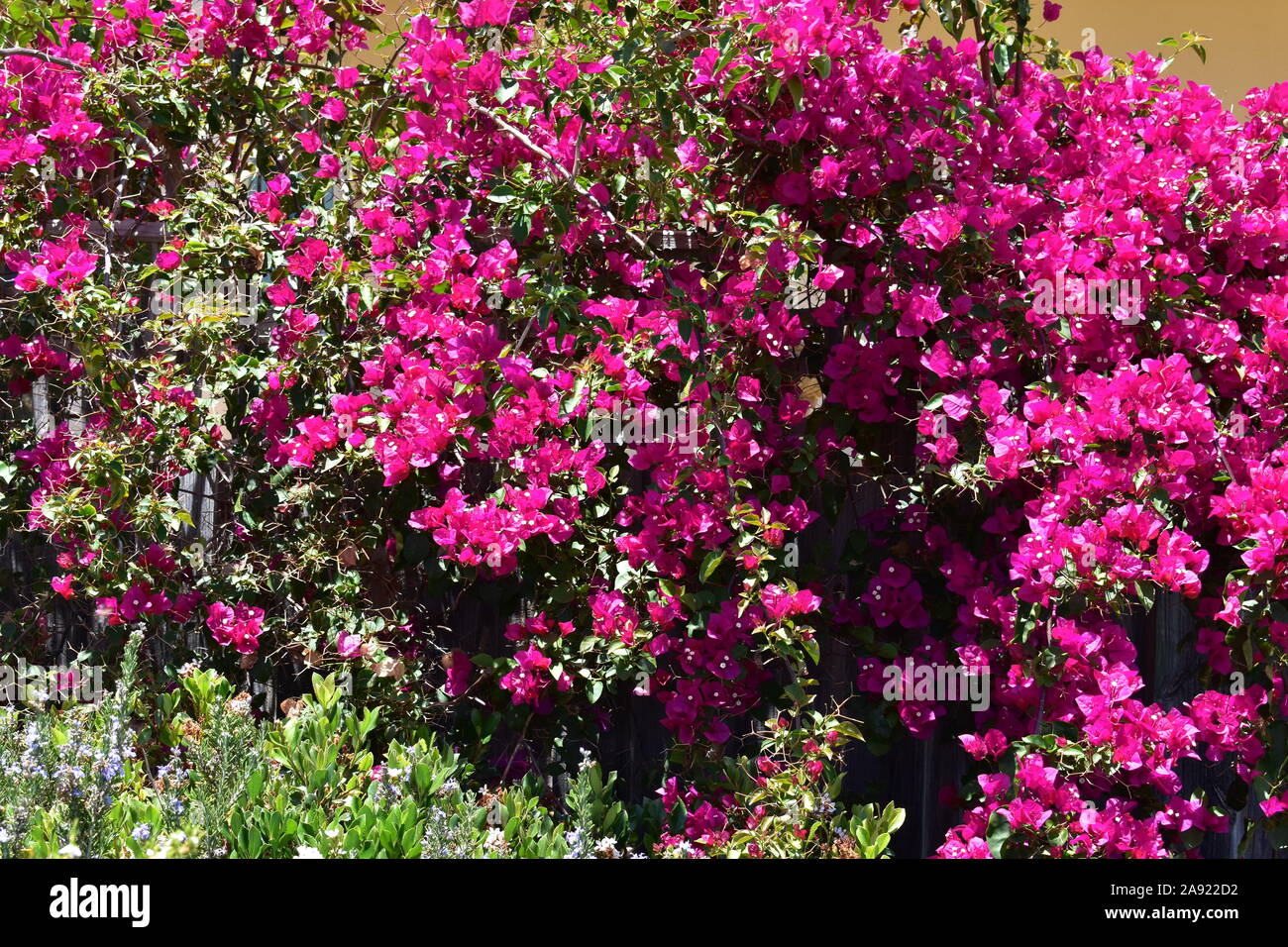 pink flowers in the gardens of Midalia's beach Geraldton Stock Photo ...
