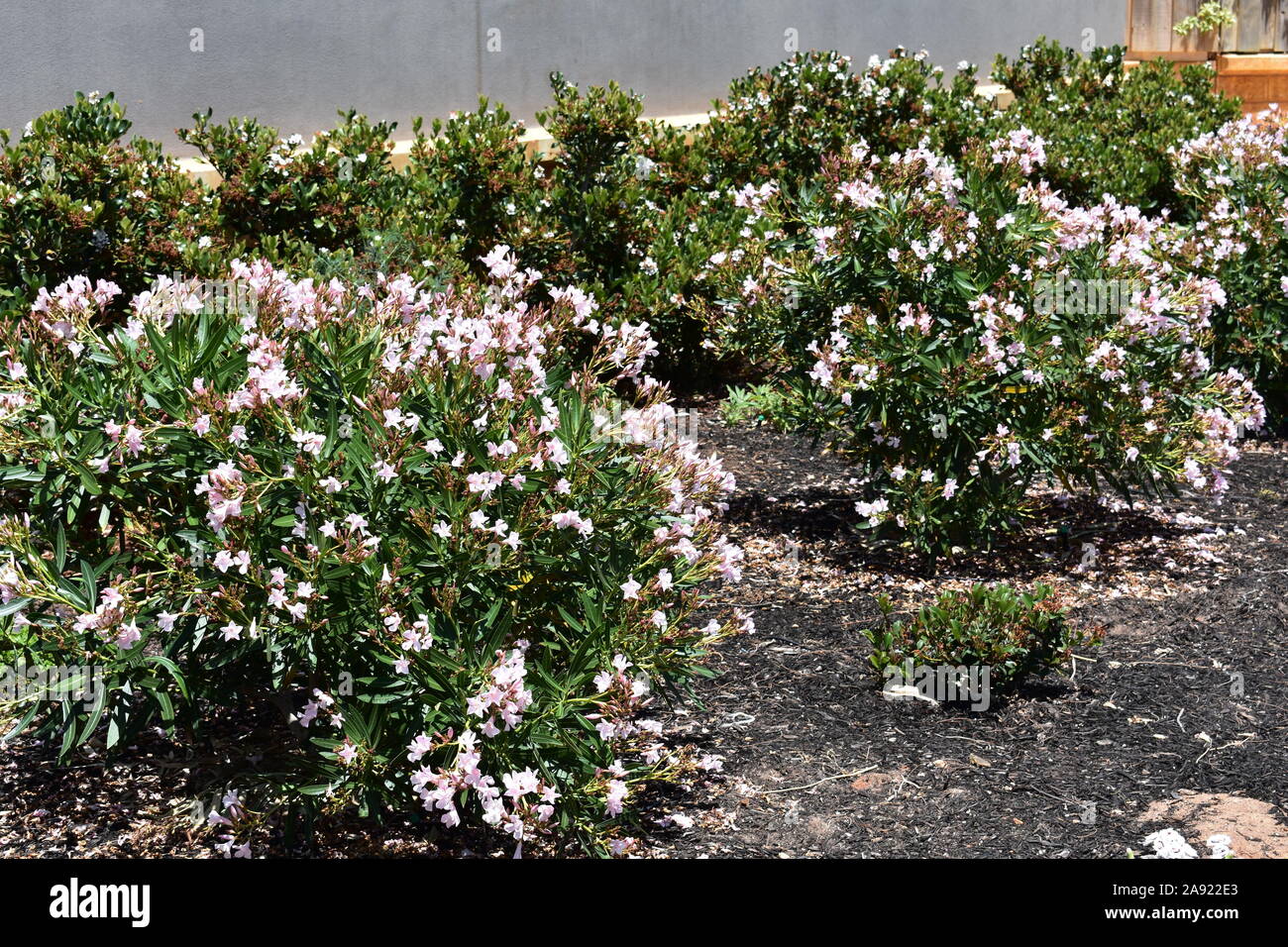 pink flowers in the gardens of Midalia's beach Geraldton Stock Photo ...