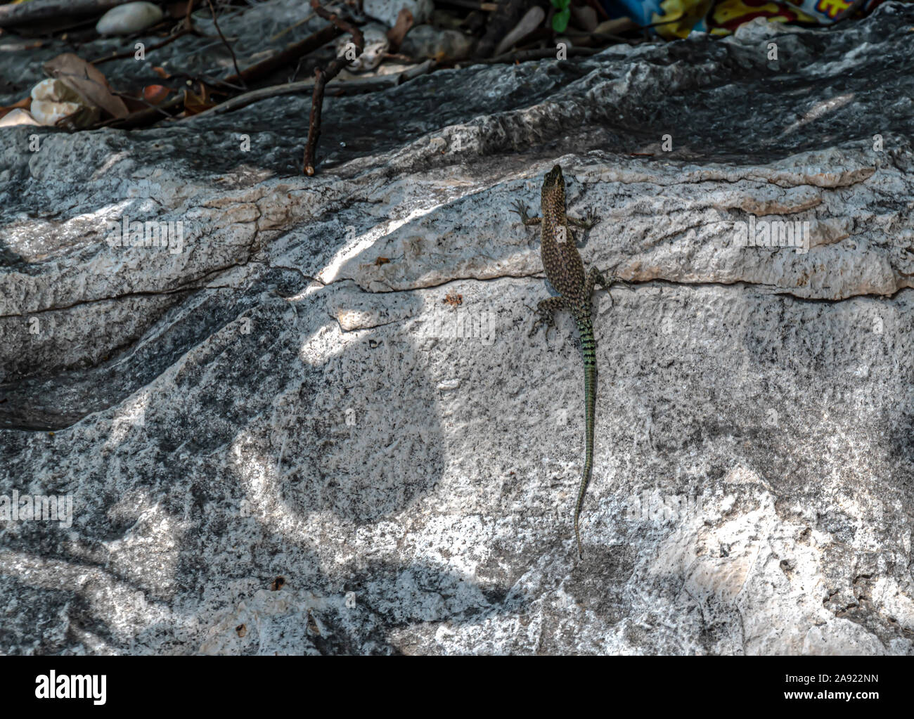 European Wall Lizard Stock Photo - Alamy