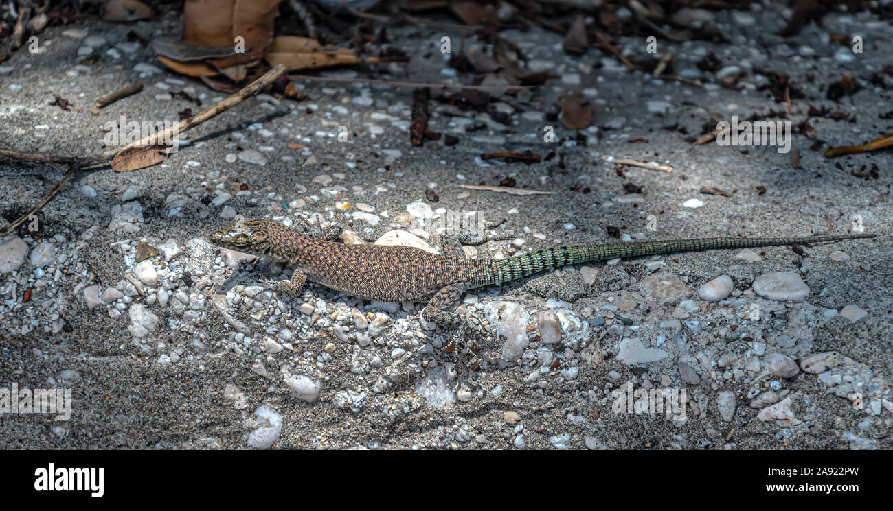 European Wall Lizard Stock Photo - Alamy
