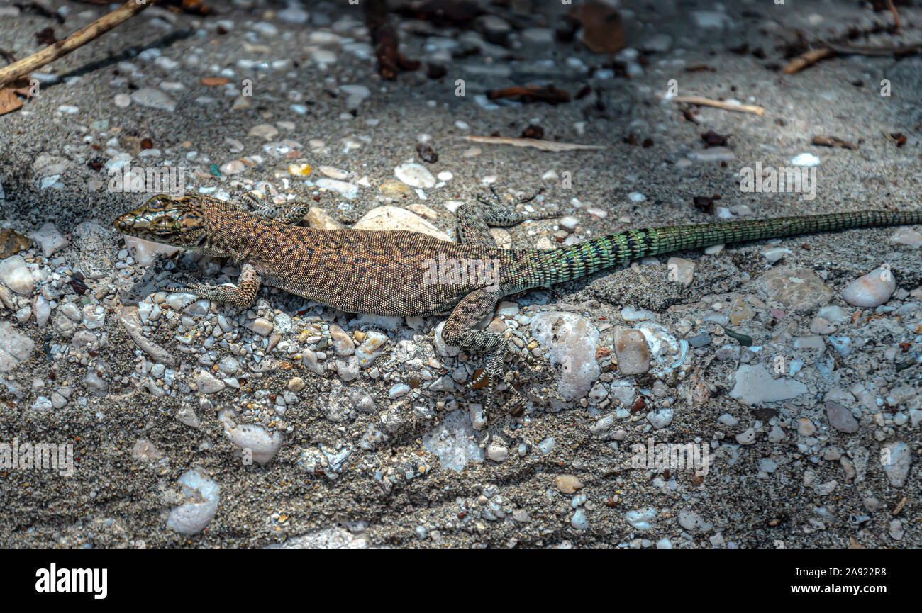 European Wall Lizard Stock Photo - Alamy