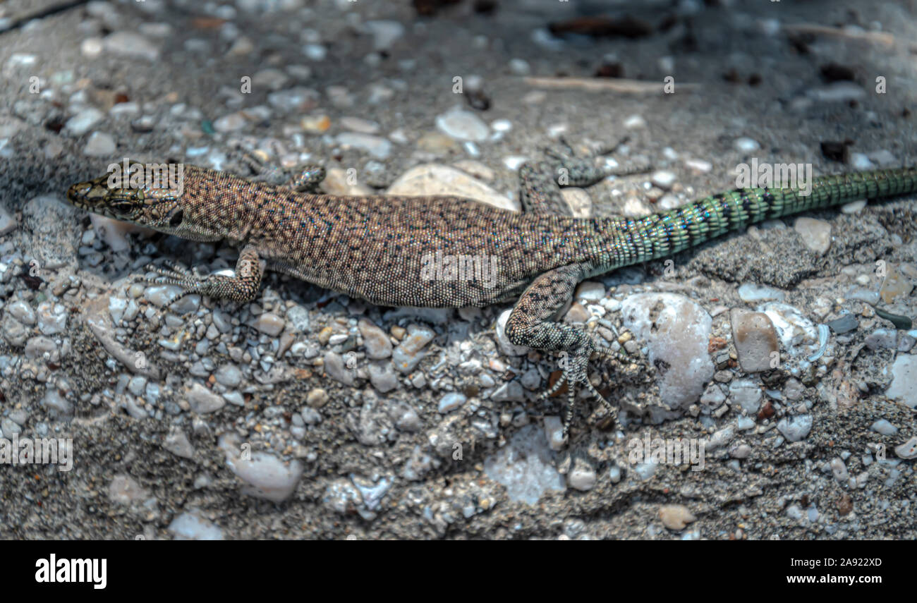 European Wall Lizard Stock Photo - Alamy