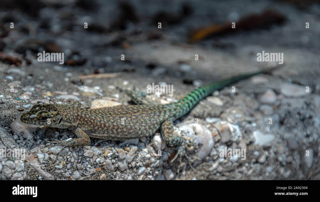 European Wall Lizard Stock Photo - Alamy