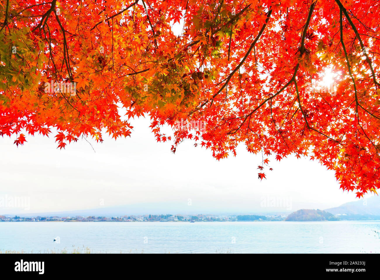 View of the red maple tree in autumn at Lake Kawaguchi in Japan with ...