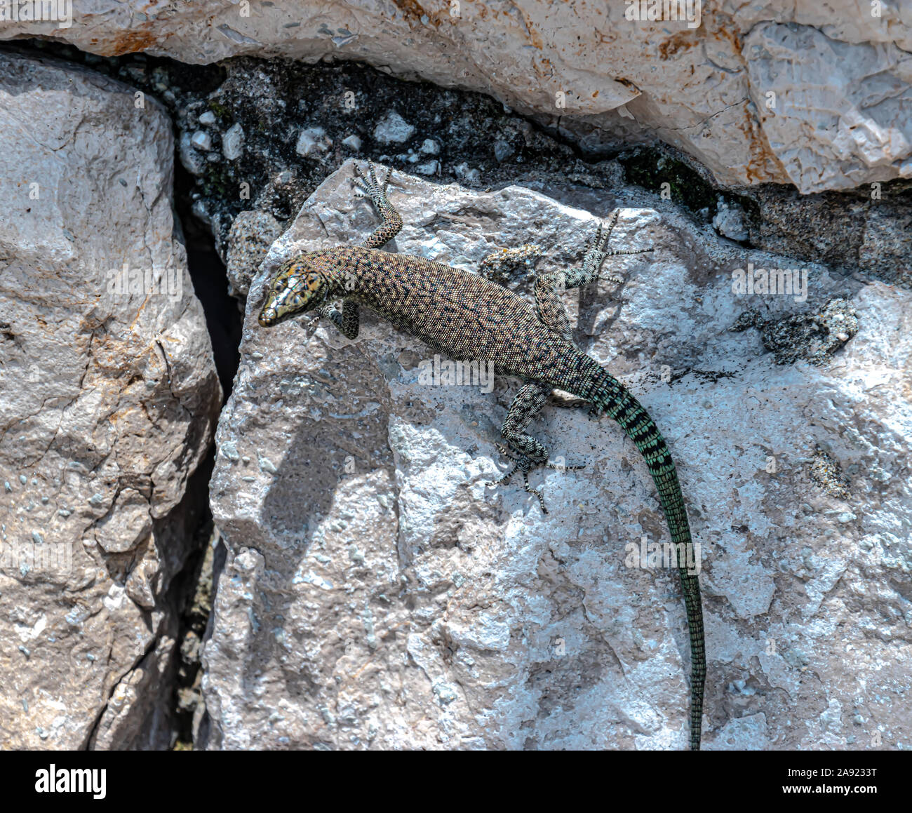European Wall Lizard Stock Photo - Alamy