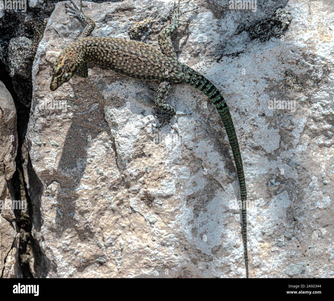 European Wall Lizard Stock Photo - Alamy