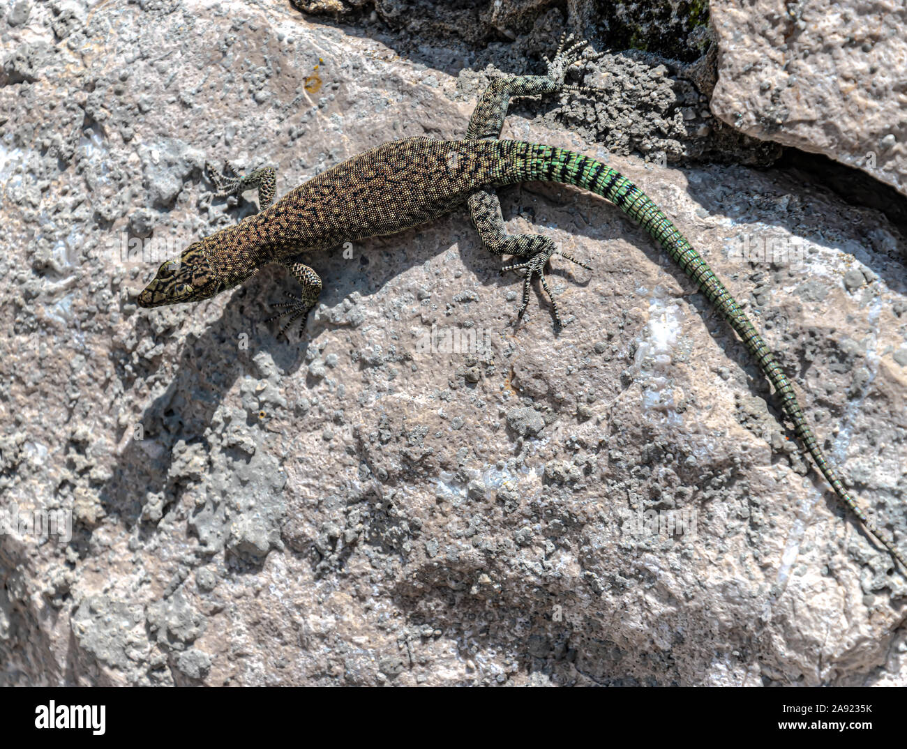 European Wall Lizard Stock Photo - Alamy