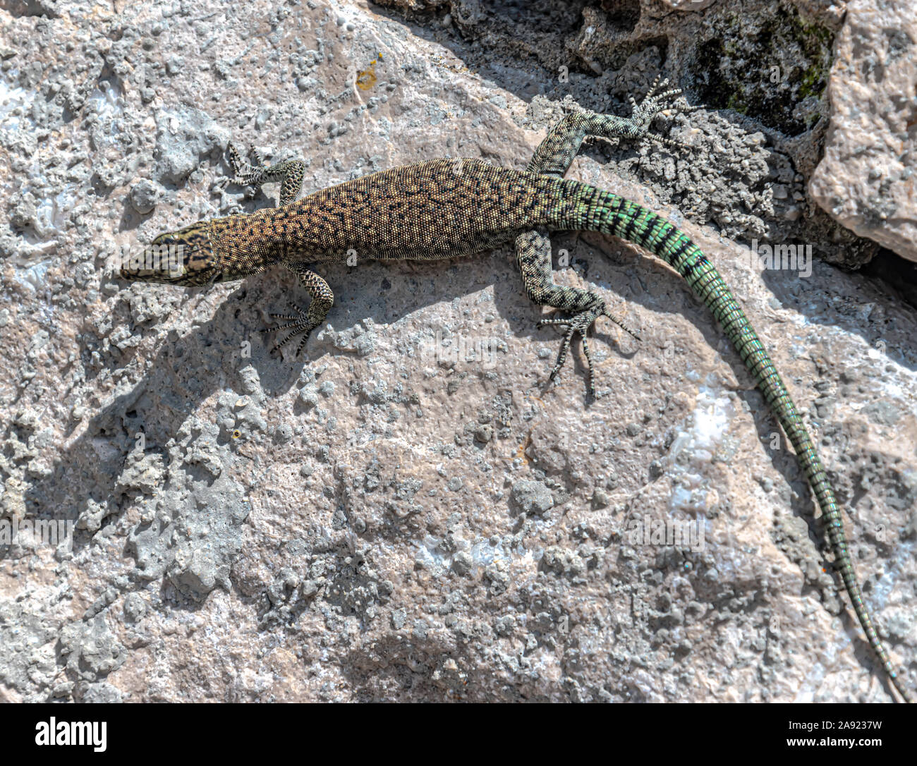 European Wall Lizard Stock Photo - Alamy
