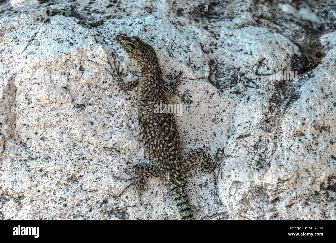 Dubrovnik lizard hi-res stock photography and images - Alamy