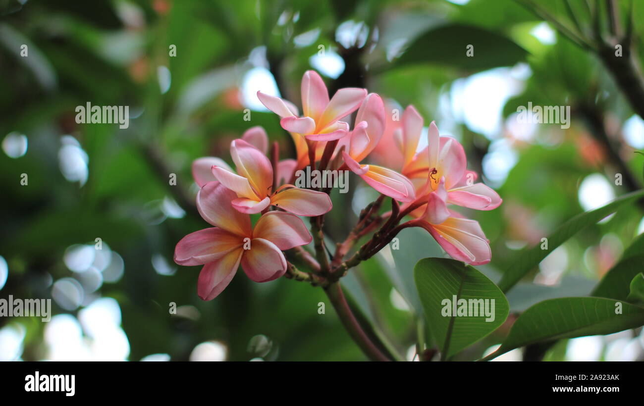 Frangipani flower hi-res stock photography and images - Alamy