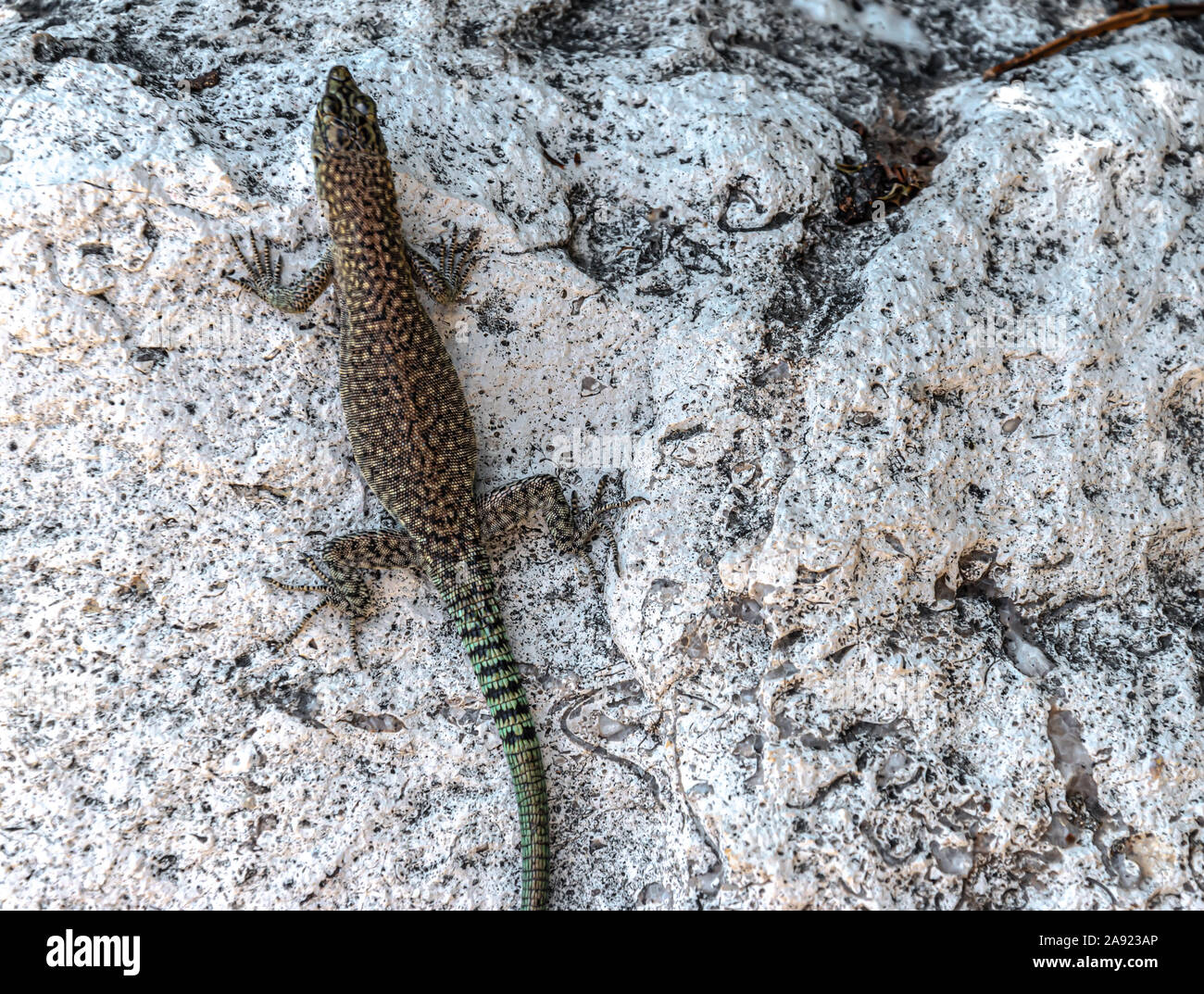 European Wall Lizard Stock Photo - Alamy