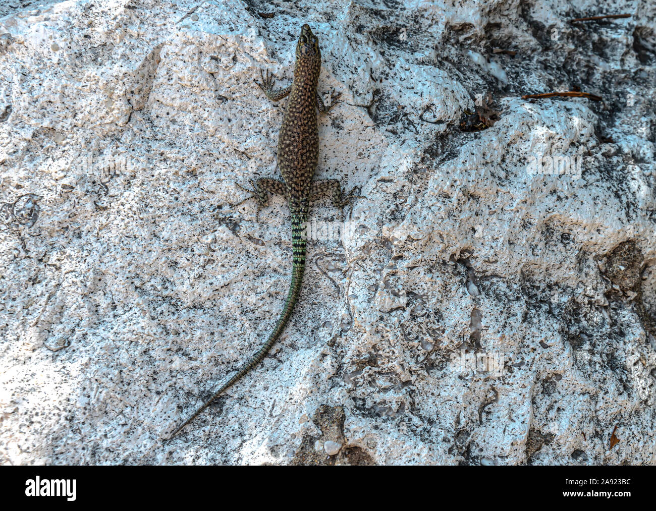 European Wall Lizard Stock Photo - Alamy
