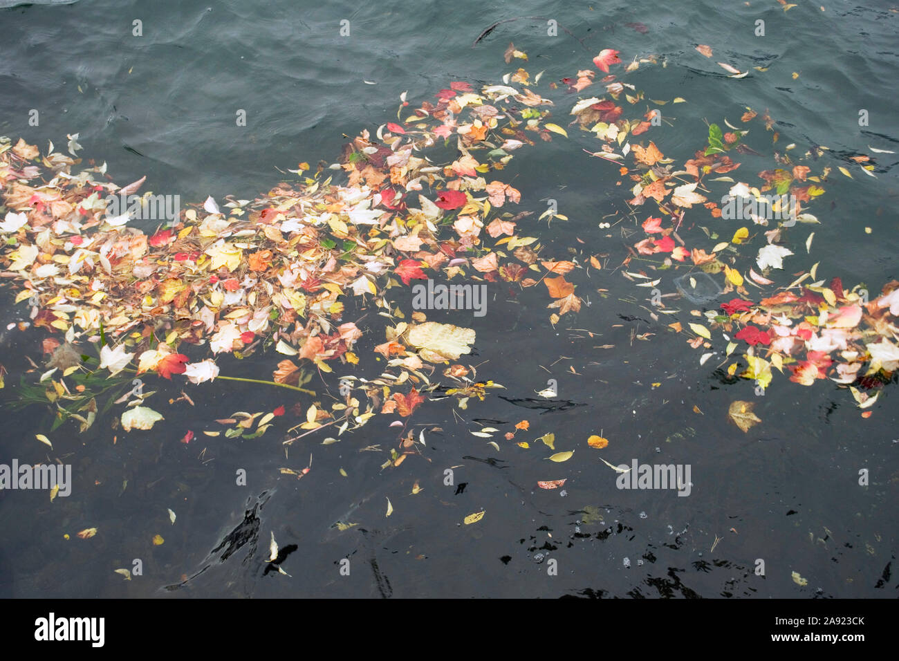 Floating leaves hi-res stock photography and images - Alamy