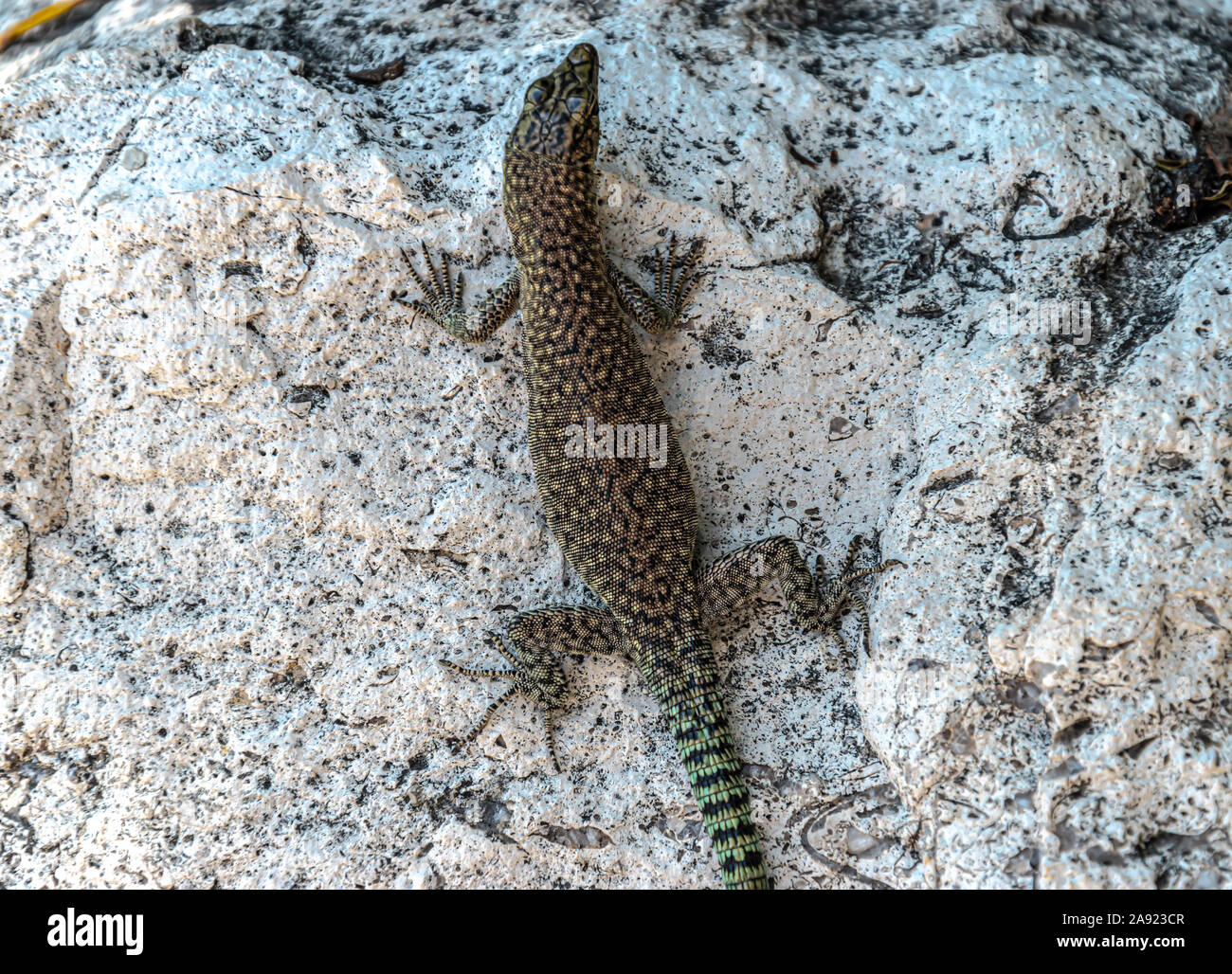 European Wall Lizard Stock Photo - Alamy