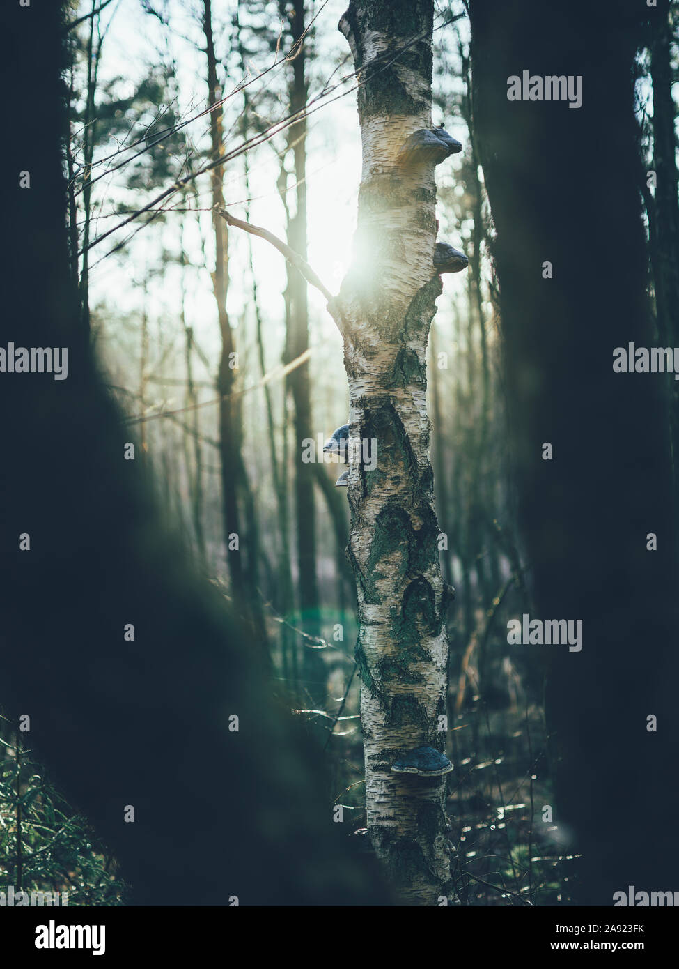 Sweden forest light effect hi-res stock photography and images - Alamy