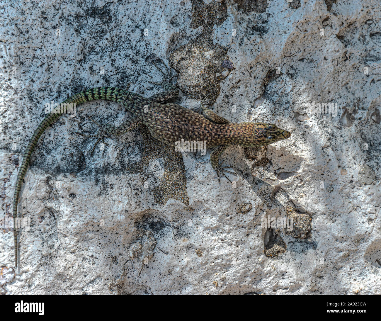 European Wall Lizard Stock Photo - Alamy