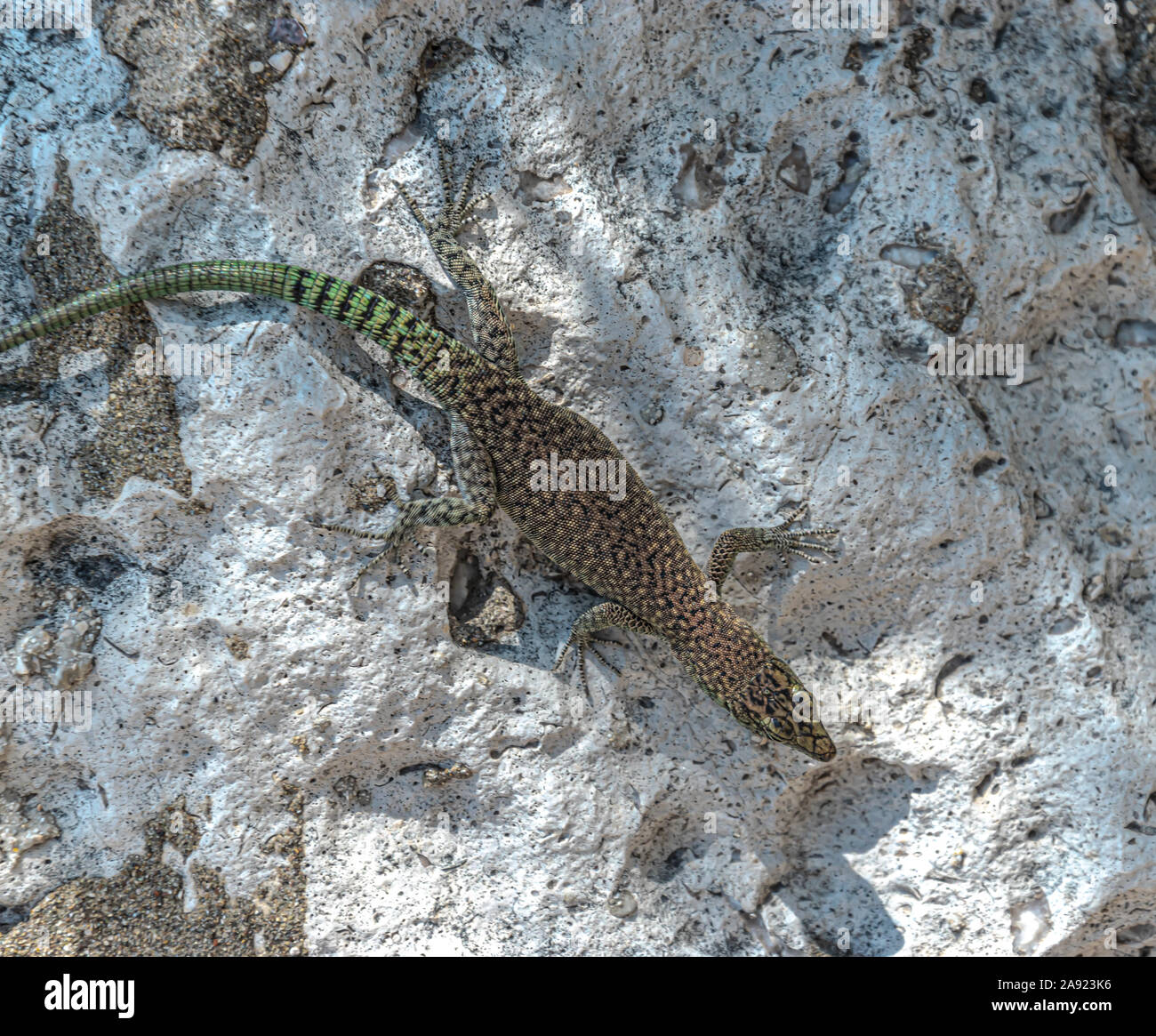 European Wall Lizard Stock Photo - Alamy