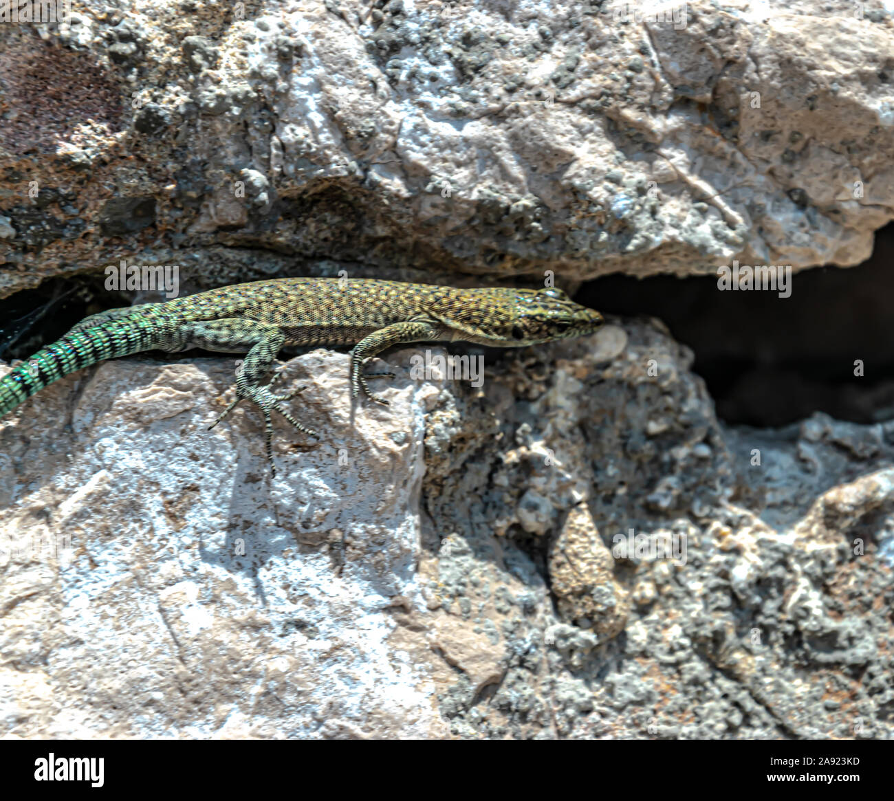 European Wall Lizard Stock Photo - Alamy