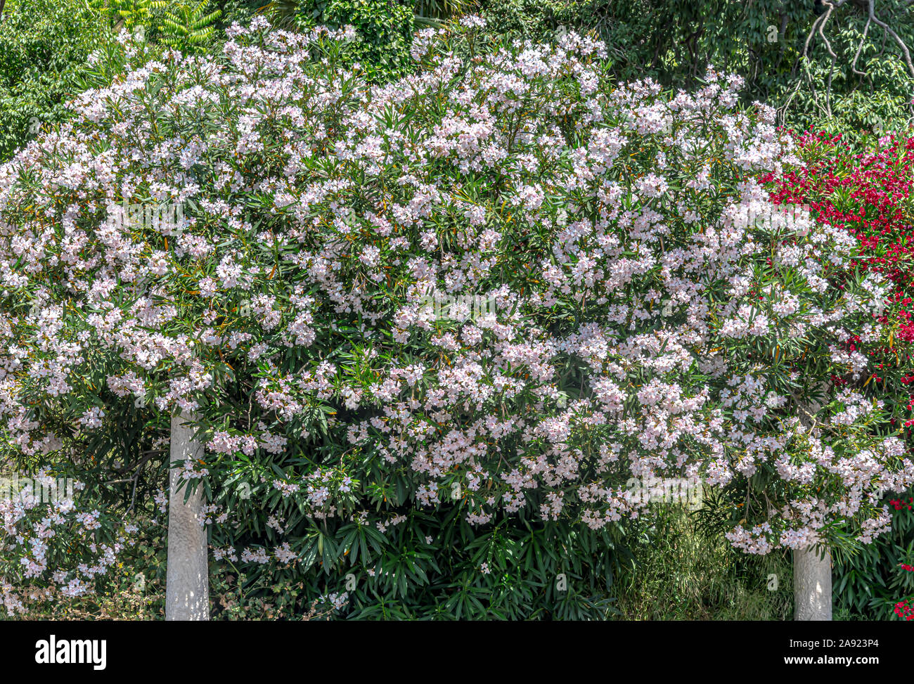White Nerium Oleander Tree Stock Photo - Alamy