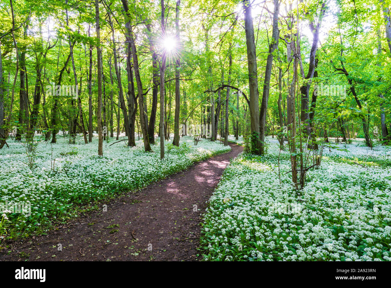 Spring flowers in forest Stock Photo - Alamy