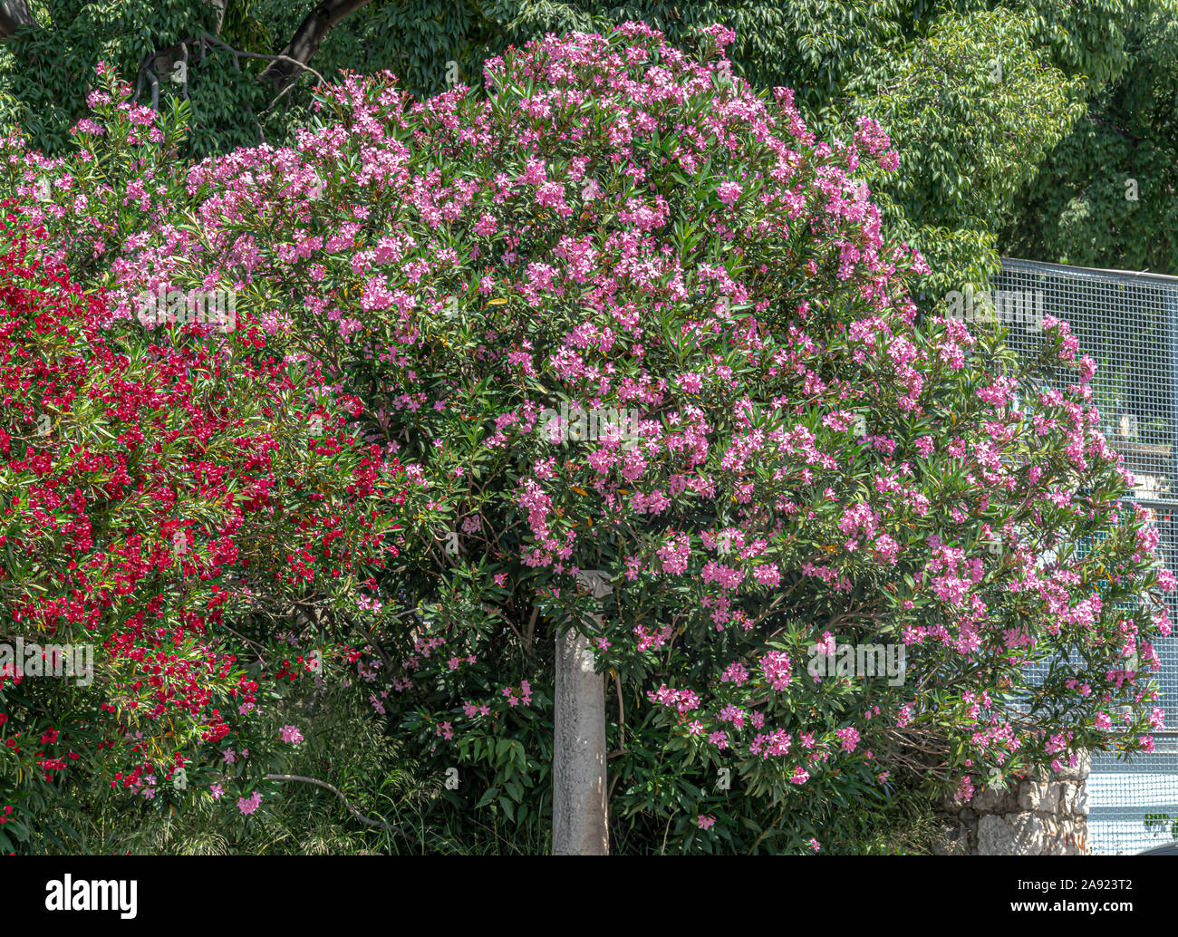 Nerium Oleander Tree Stock Photo - Alamy