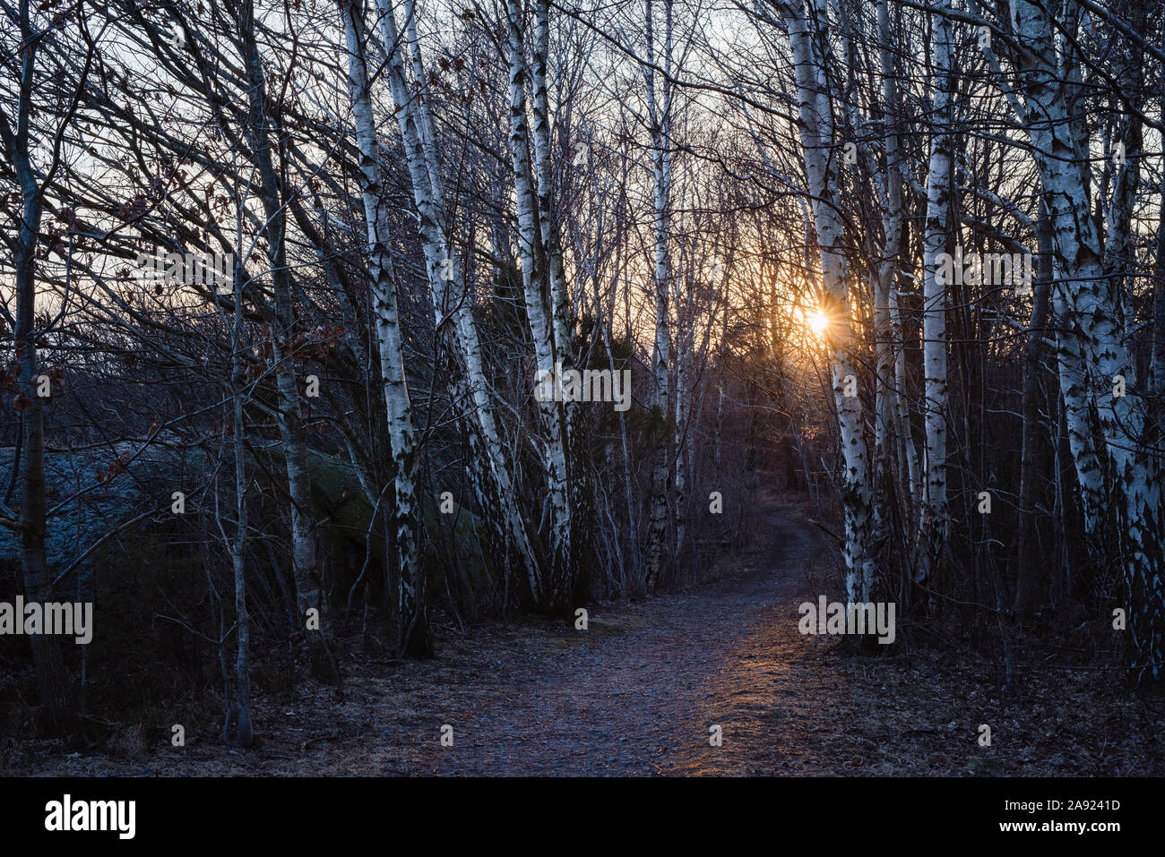 Birch forest at sunset Stock Photo - Alamy
