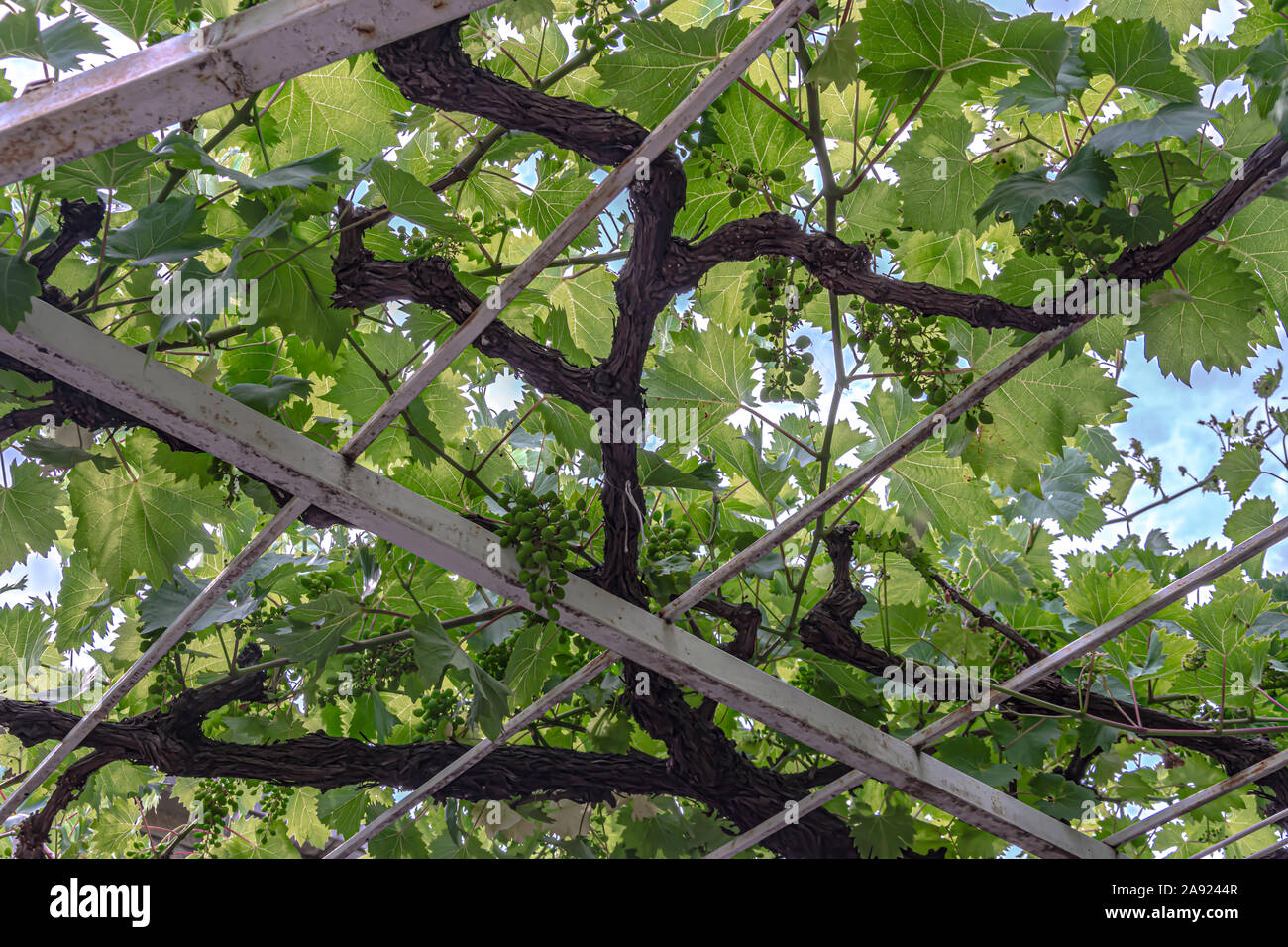 under the vine tree Stock Photo - Alamy