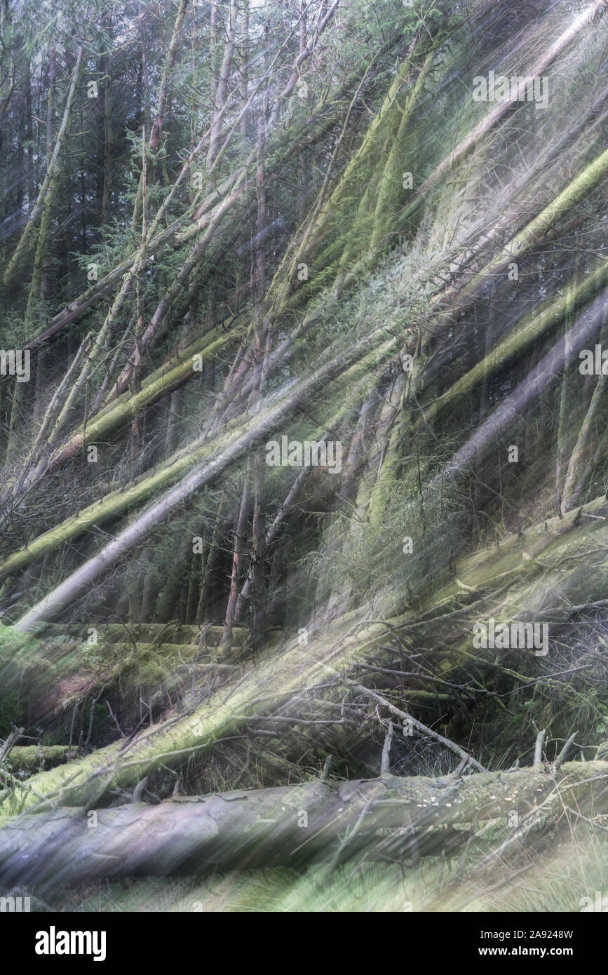 An impressionist multiple exposure image of fallen pines taken in a ...
