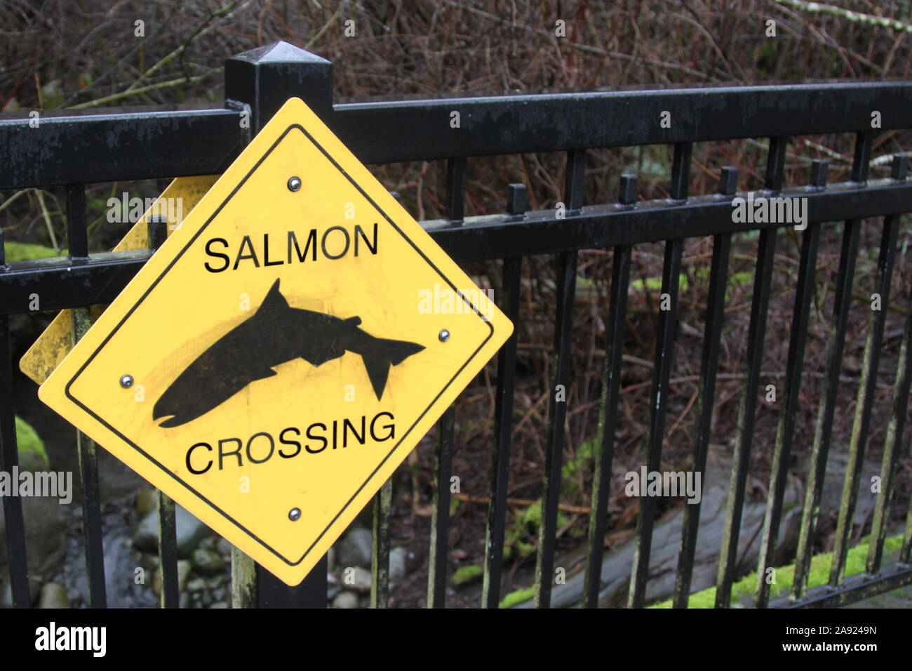 Warning salmon crossing High Resolution Stock Photography and Images ...