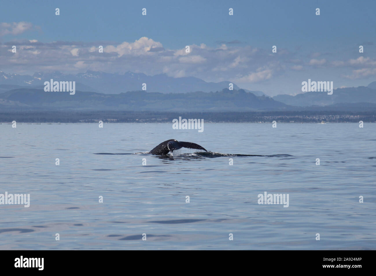 Whales of august hi-res stock photography and images - Alamy