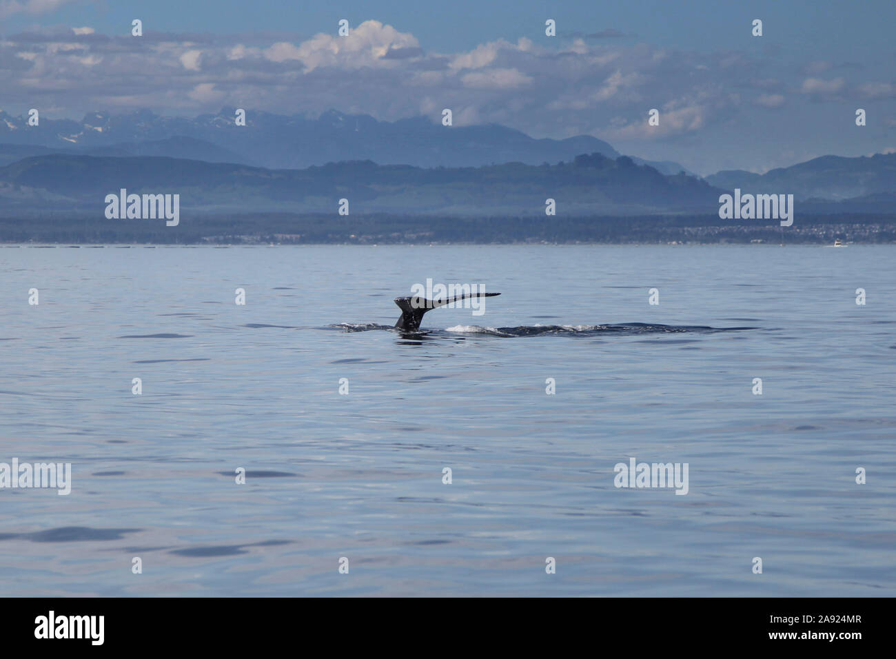 Breeching hi-res stock photography and images - Alamy